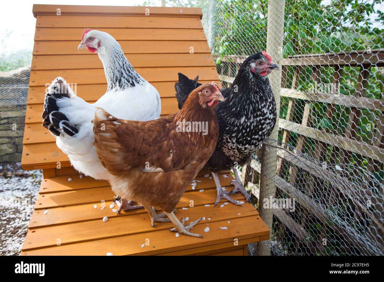 Chickens in the garden of a domestic household. Kept for their eggs the ...