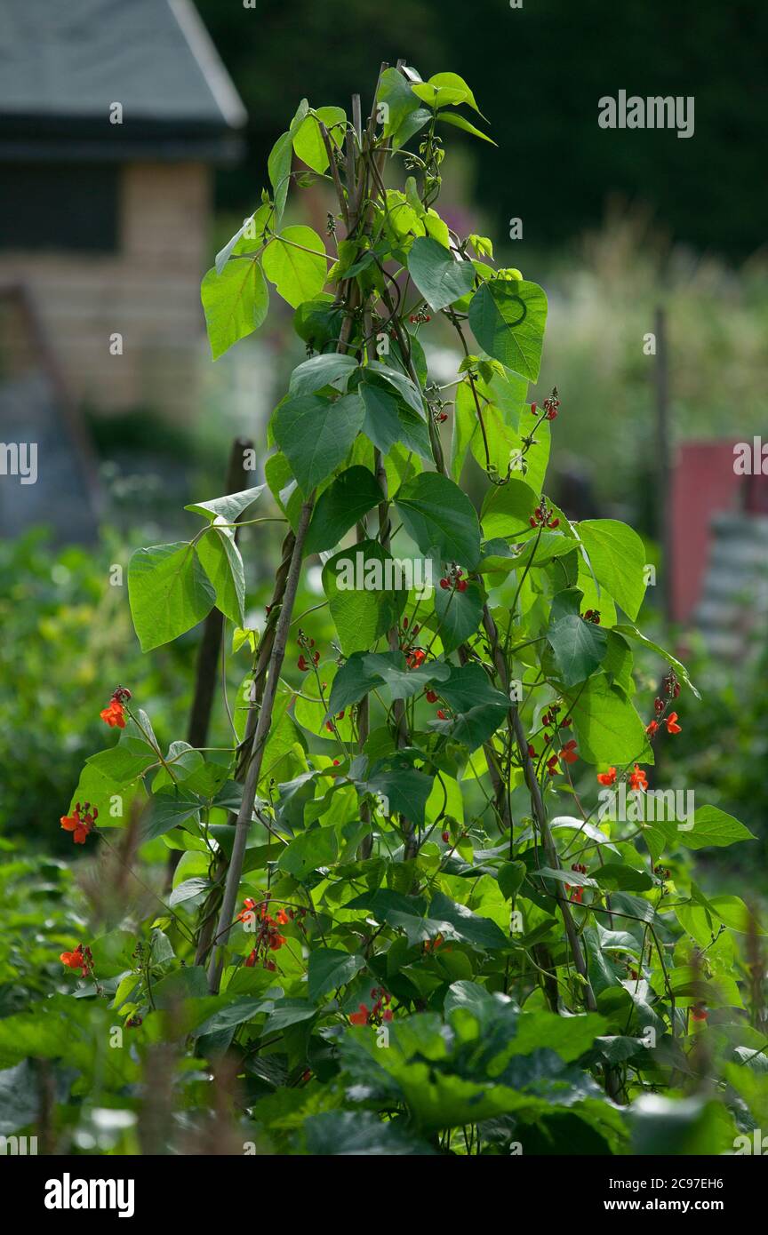 Arranged in a pyramid hi-res stock photography and images - Alamy