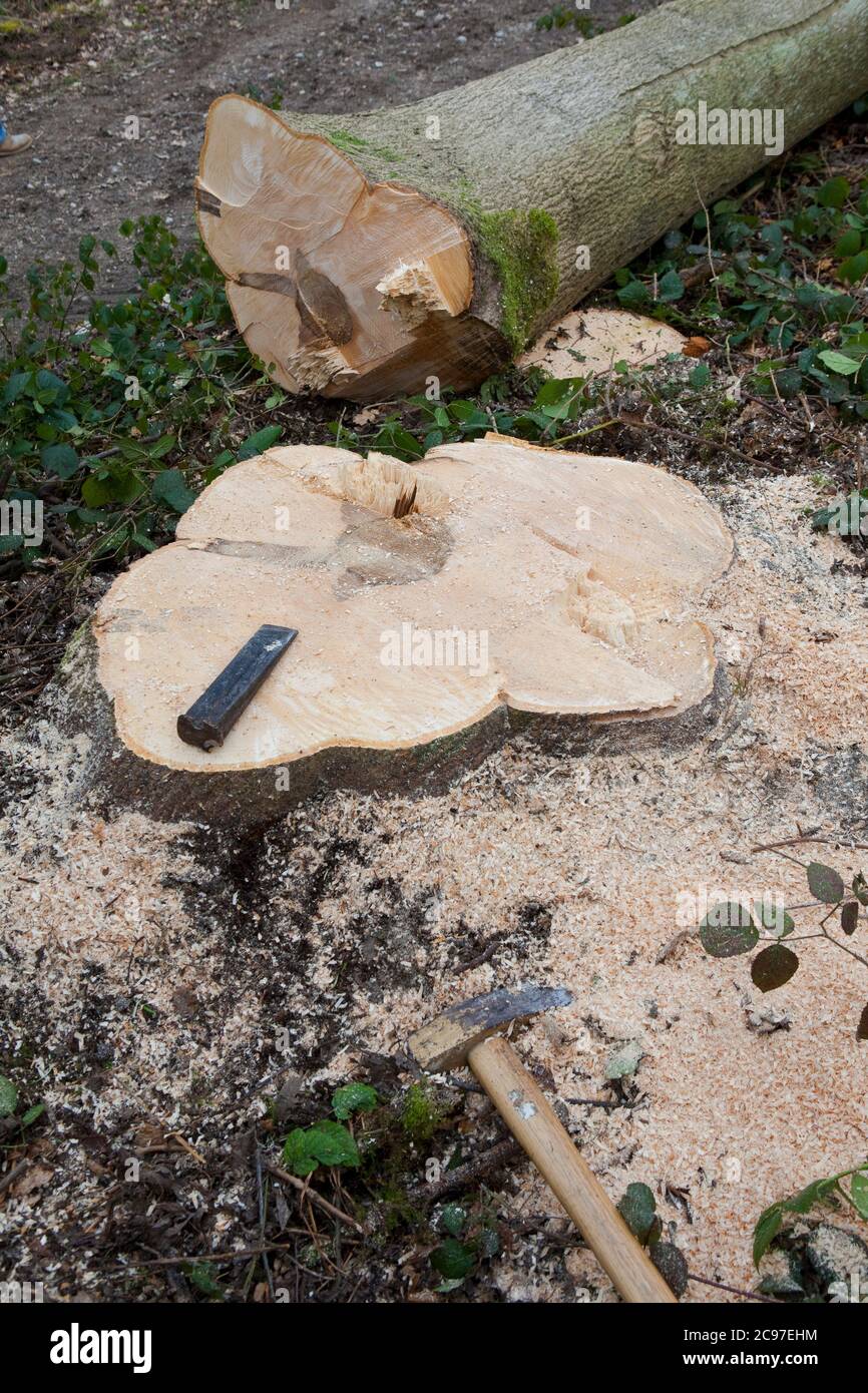 Wenlock Edge, Shropshire, UK . An ash tree tree after felling on ...