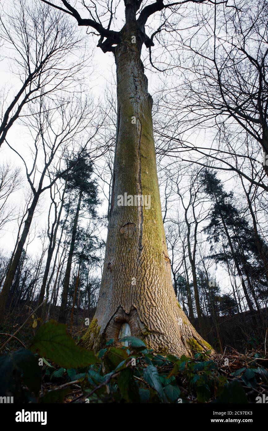Wenlock Edge, Shropshire, UK . An ash tree tree prior to felling on ...