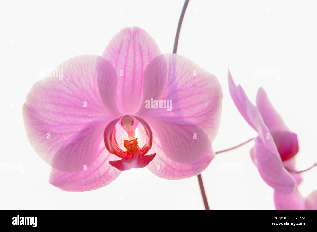Four flowers on a stem hi-res stock photography and images - Alamy