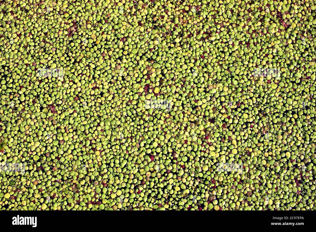 Background texture of a polluted lake pond having overgrown green algae ...