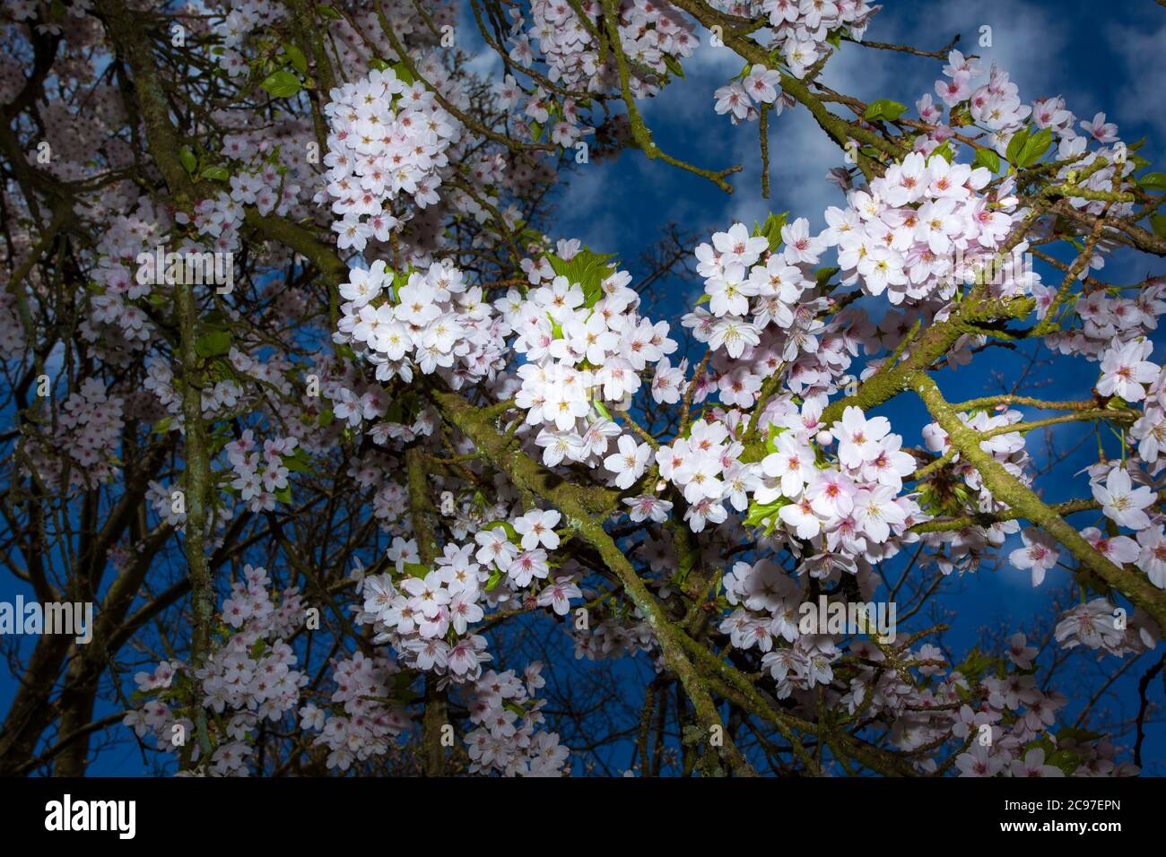 Large blossom hi-res stock photography and images - Alamy