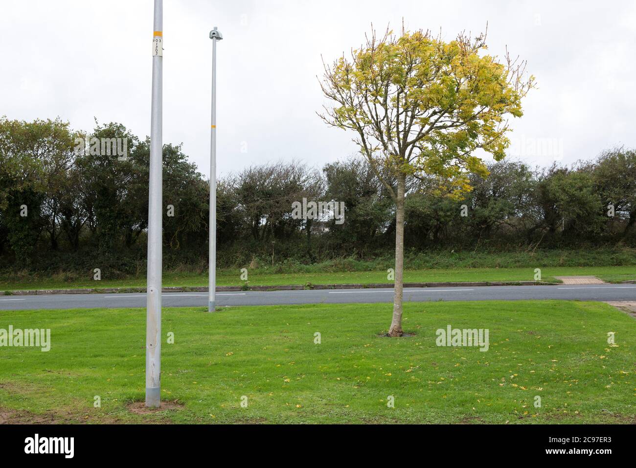 Lamp posts and trees on the road side Stock Photo - Alamy