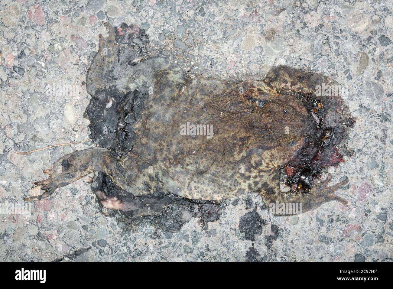 Dead toad hi-res stock photography and images - Alamy
