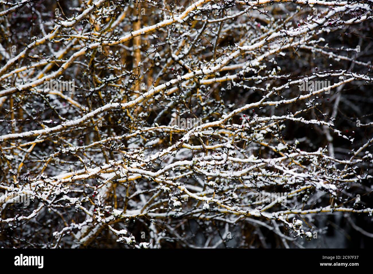 A small wood of twisted trees covered in snow edging the trunks and ...