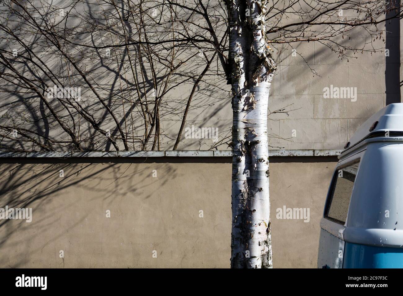Silver shadow birch hi-res stock photography and images - Alamy