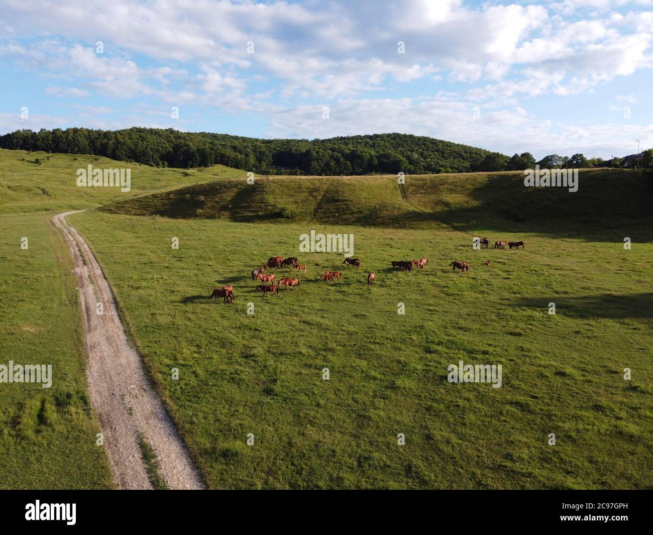 Large farmland animals aerial hi-res stock photography and images - Alamy