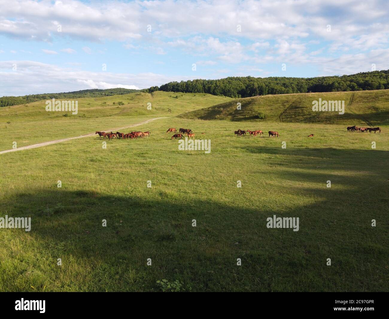 Large farmland animals aerial hi-res stock photography and images - Alamy