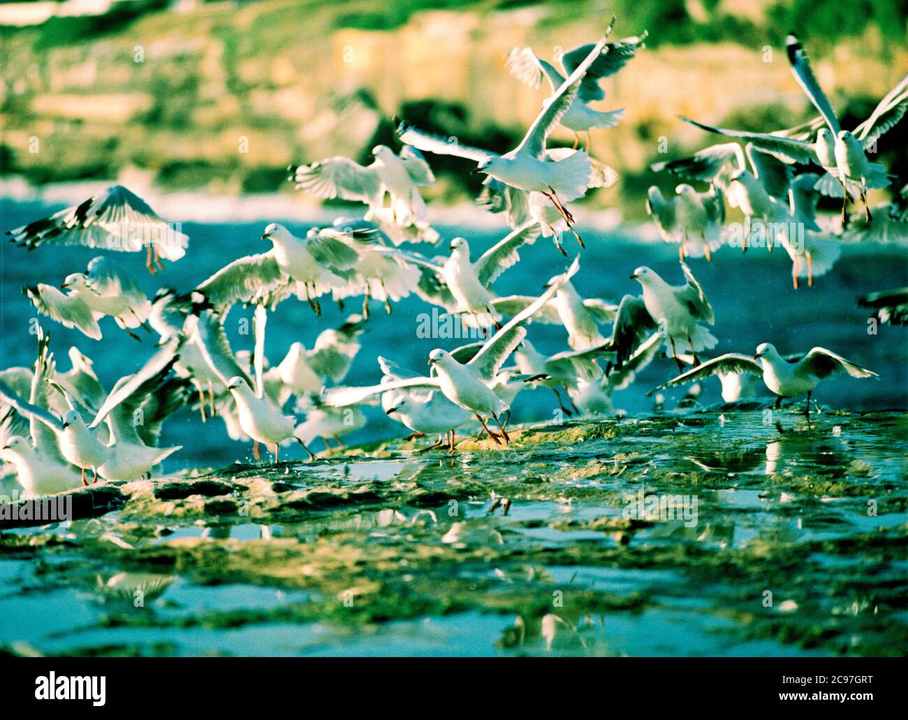 Swarm of seagulls hi-res stock photography and images - Alamy