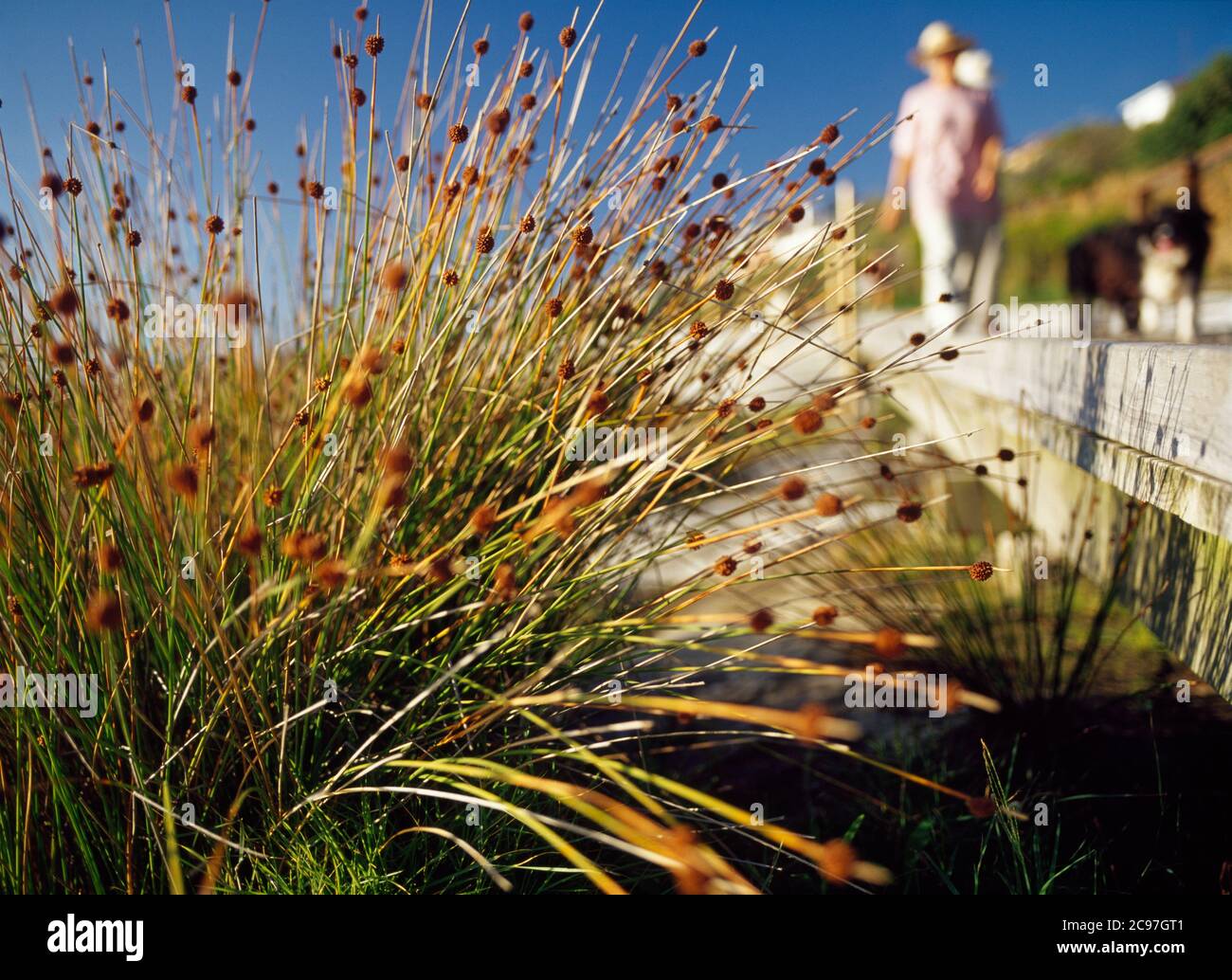 Spiny coastal grass alongside a beach side boardwalk in Coogee, Sydney ...