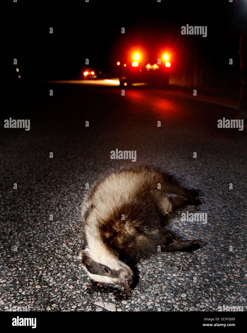 A dead badger driven by a car. The European badger (Meles meles), also ...