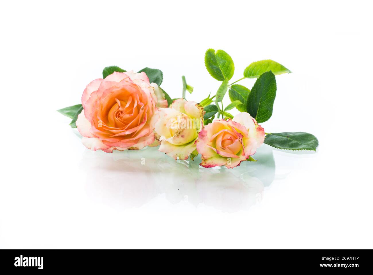 pink beautiful summer roses isolated on white background Stock Photo ...