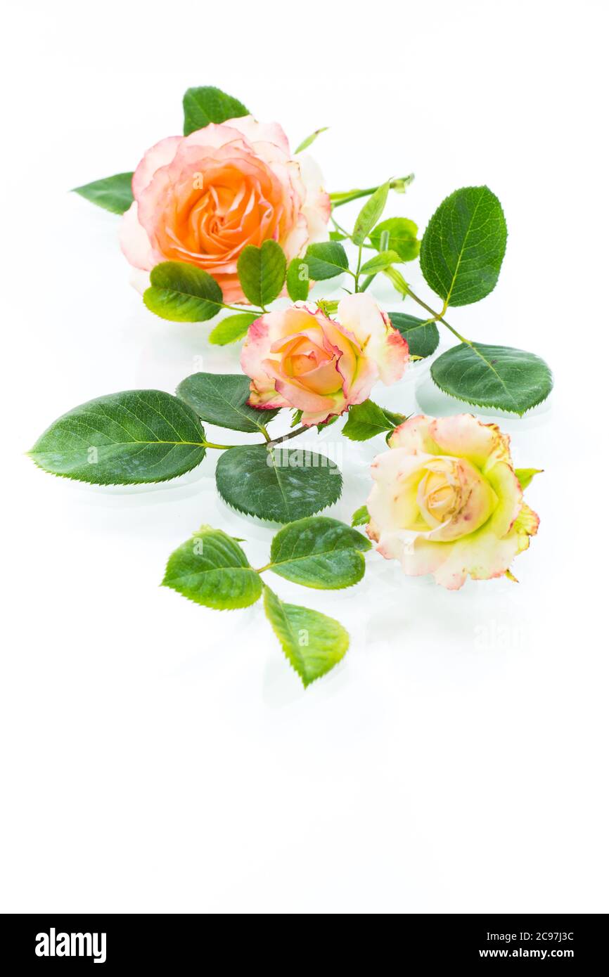 pink beautiful summer roses isolated on white background Stock Photo ...