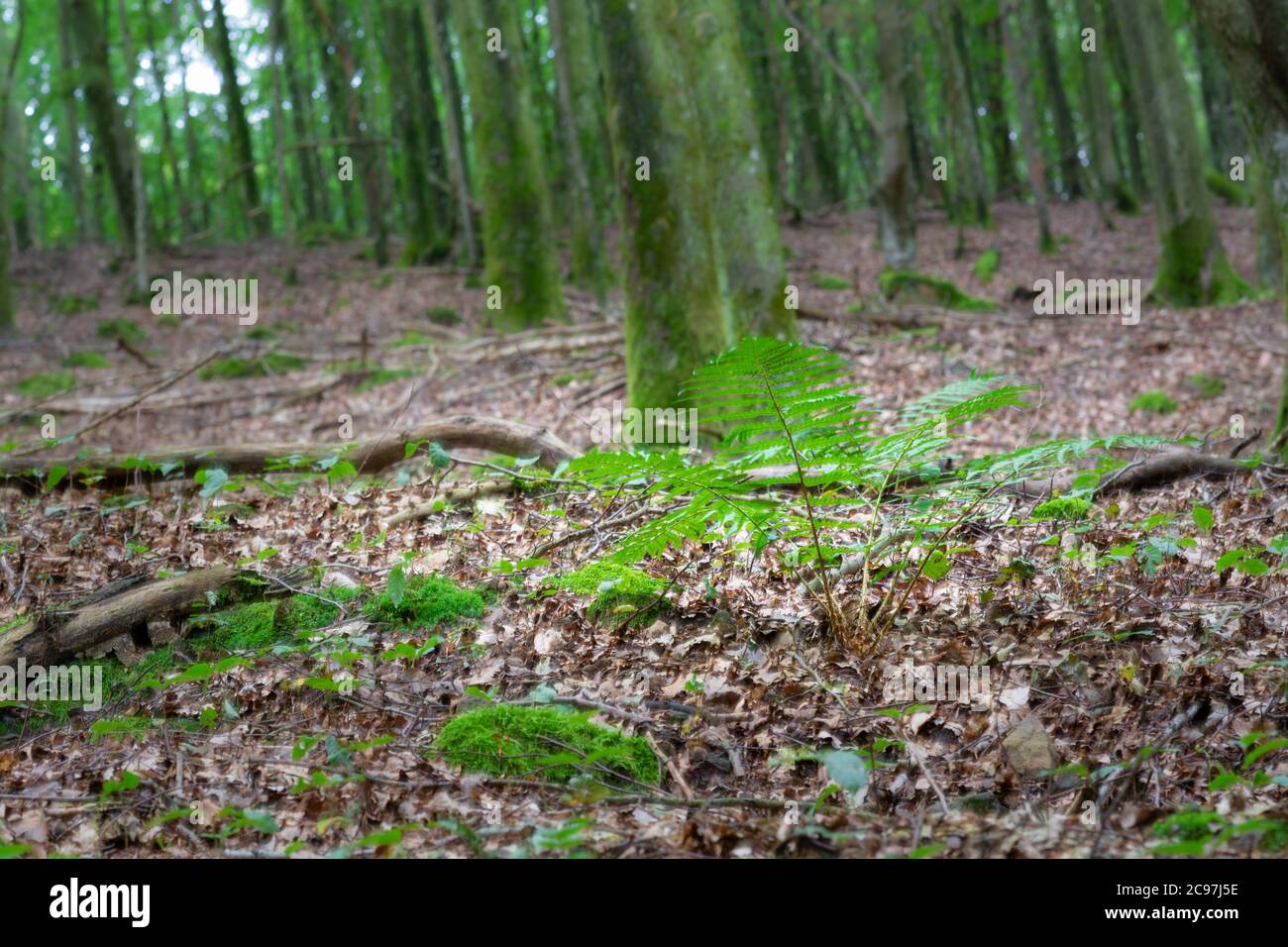 Swedish fern hi-res stock photography and images - Alamy