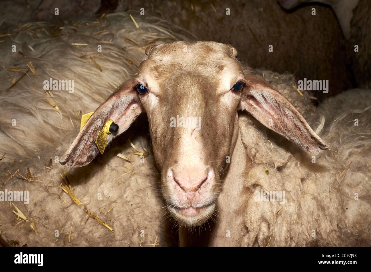 Sheep with long ears hi-res stock photography and images - Alamy