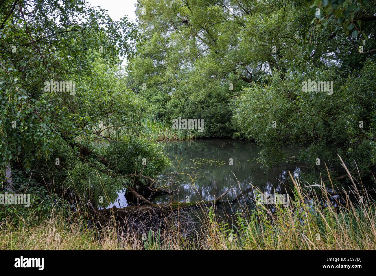 A murky pond of water surrounded by lush, green vegetation. Reflections ...