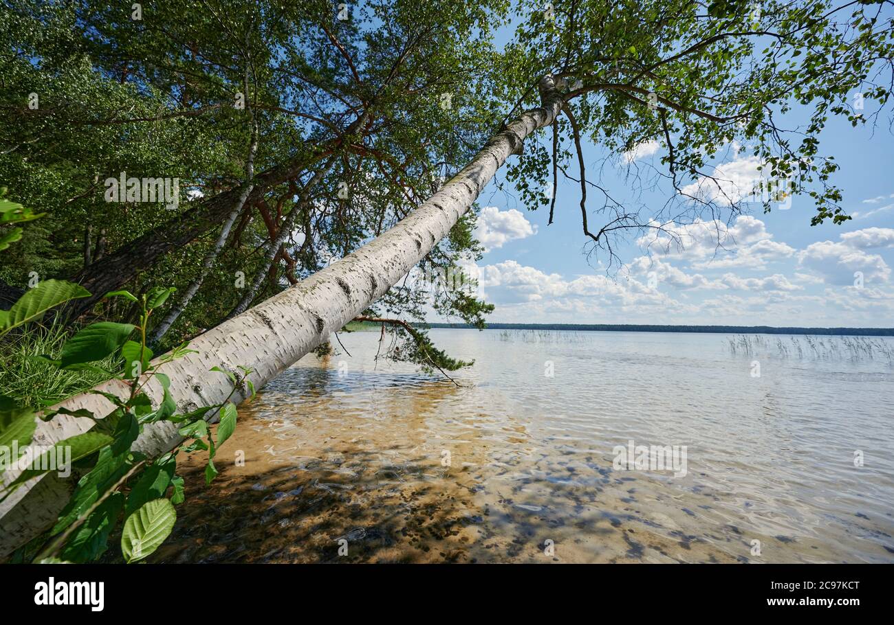 Lake with sand beach in forest background and blue sky background Stock ...
