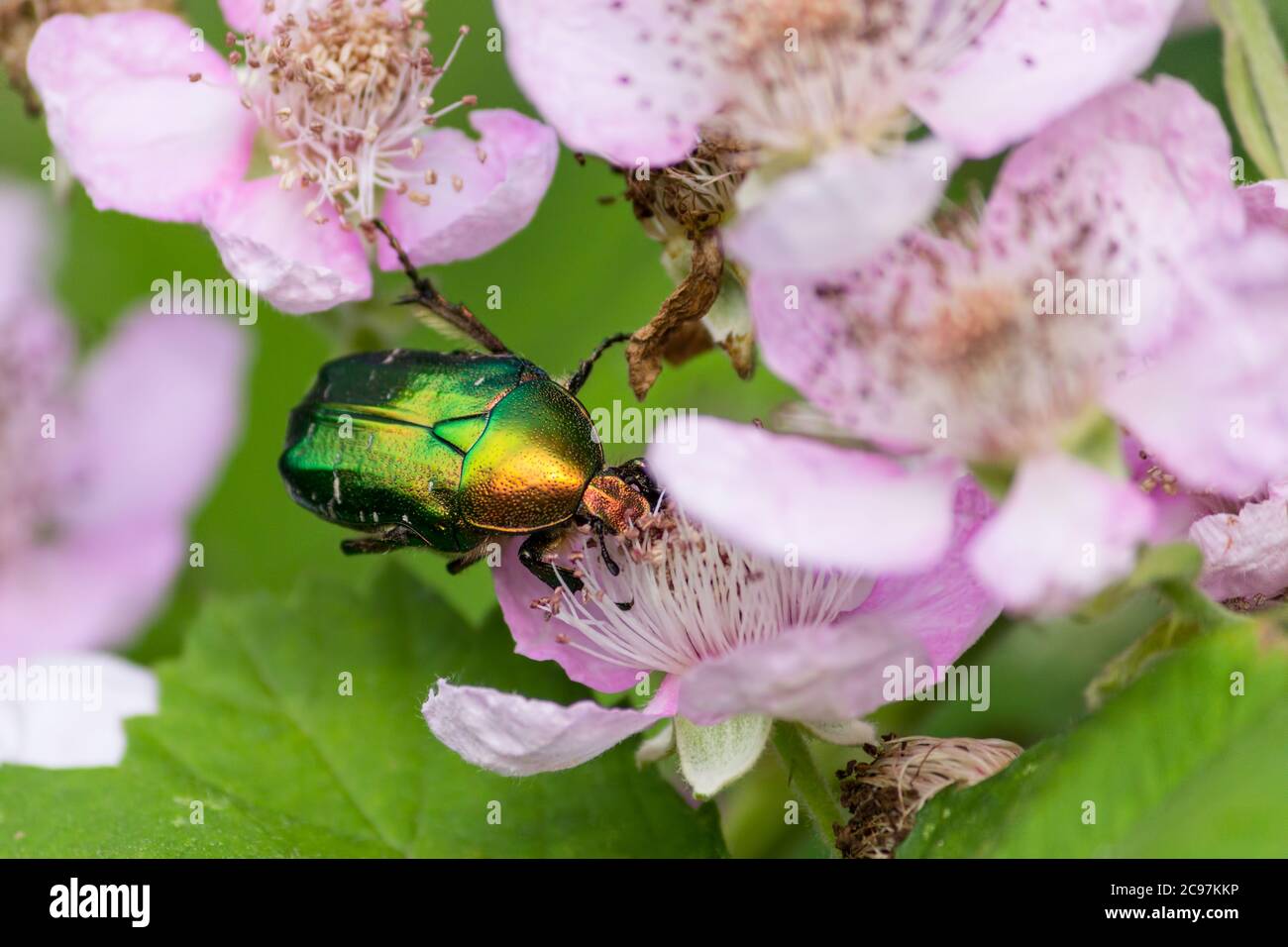 Closeup shot of a fly on a blossomed peach tree flower with green ...