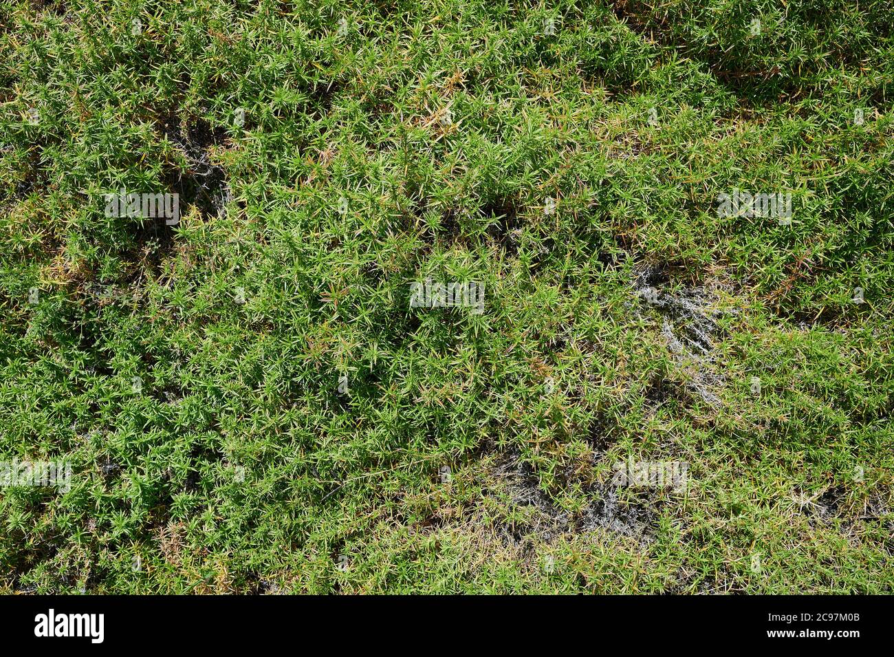 Green moss texture hi-res stock photography and images - Alamy