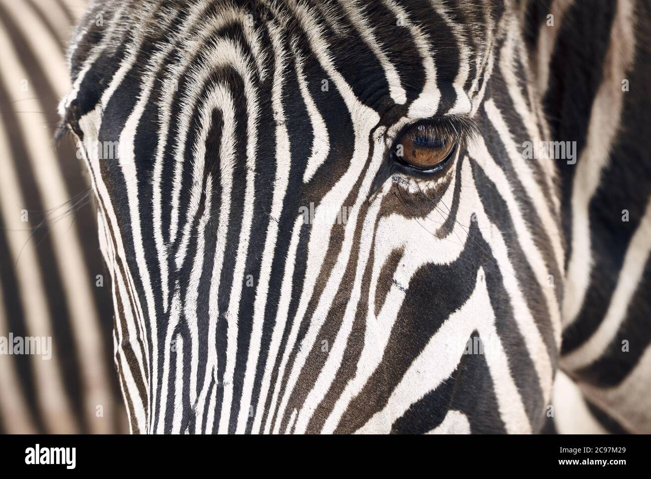 Closeup shot of a beautiful zebra face with large brown eyes Stock ...