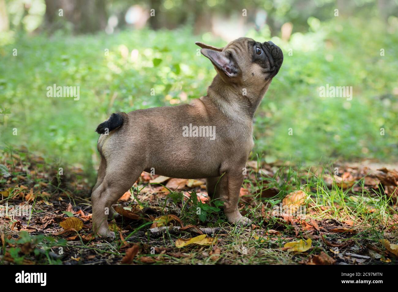 Adorable French Bulldog puppy beige color. Cute little puppy Stock ...