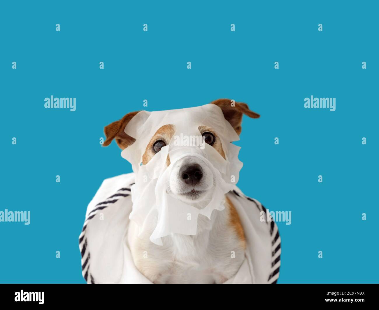 dog with a beauty mask Stock Photo - Alamy