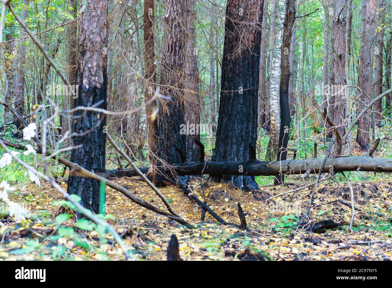 forest fire, scorched trees, burned tree trunks Stock Photo - Alamy