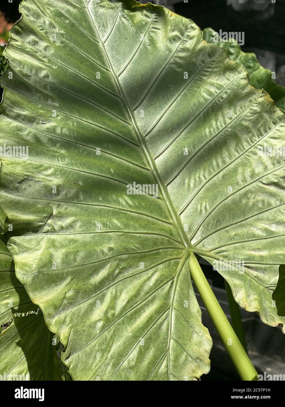 Vertical overhead shot of the leaf of a plant captured during the ...