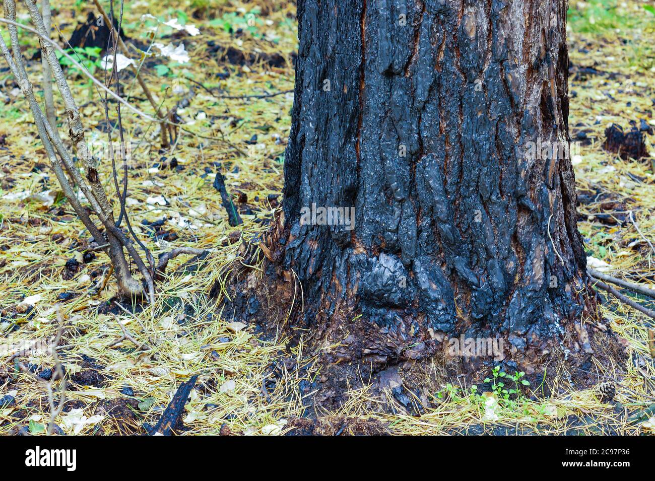 forest fire, scorched trees, burned tree trunks Stock Photo - Alamy
