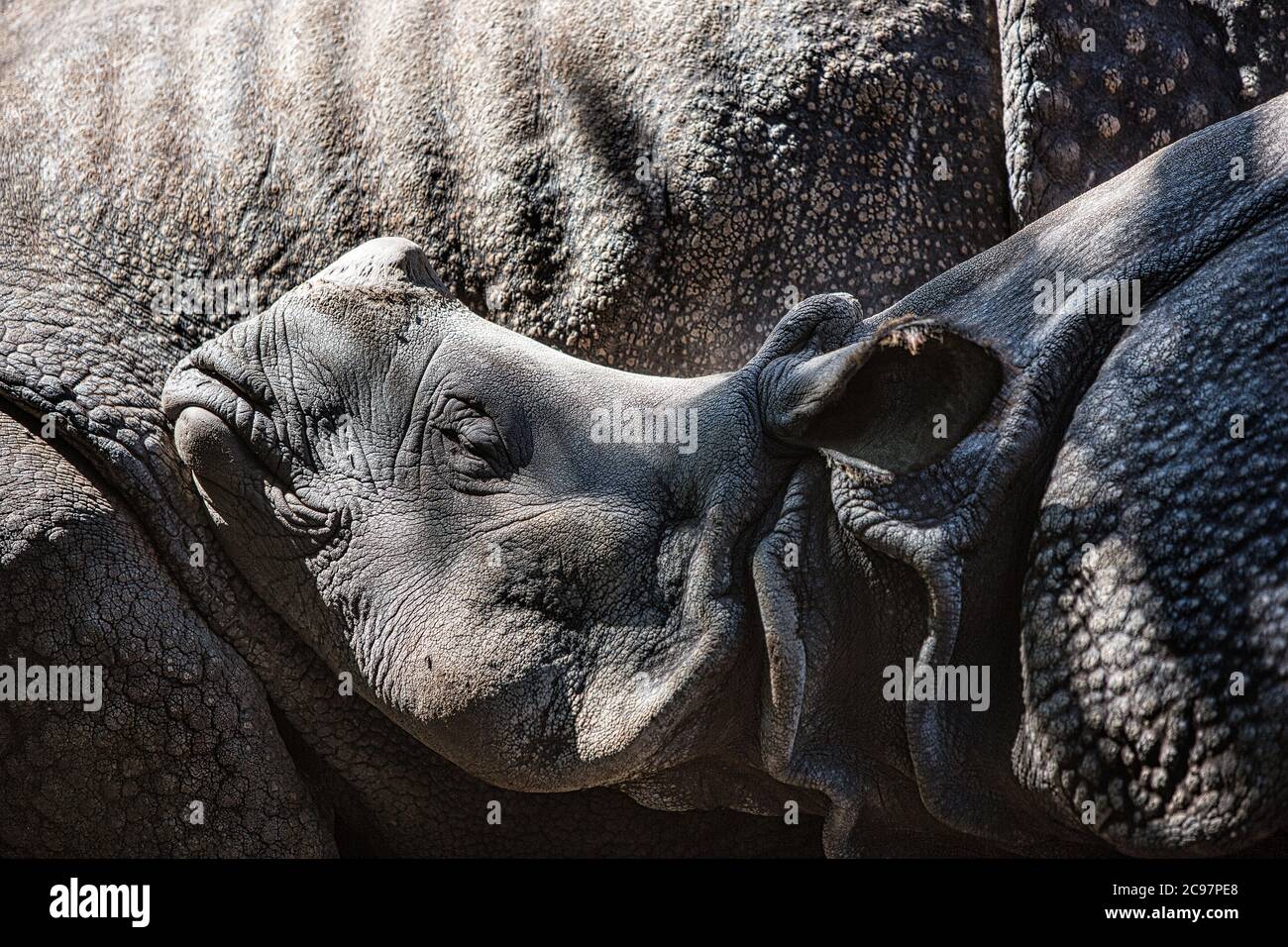 Asian rhinoceros, rhino, baby rhino, Animals from zoo Stock Photo - Alamy