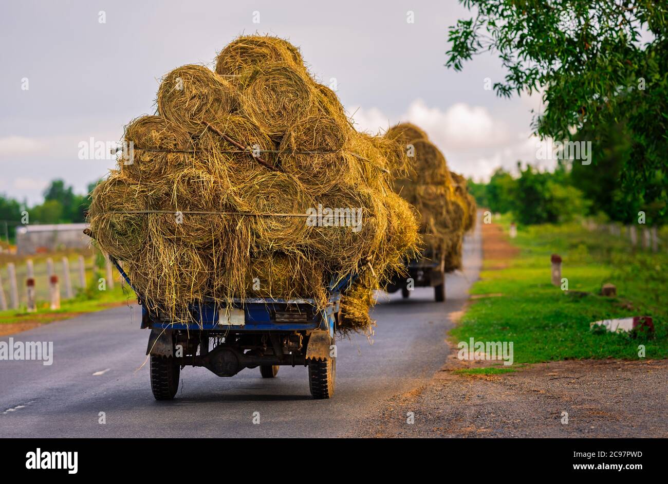 Three wheeler vehicle transports stacks of hay. Wheat golden harvest in ...