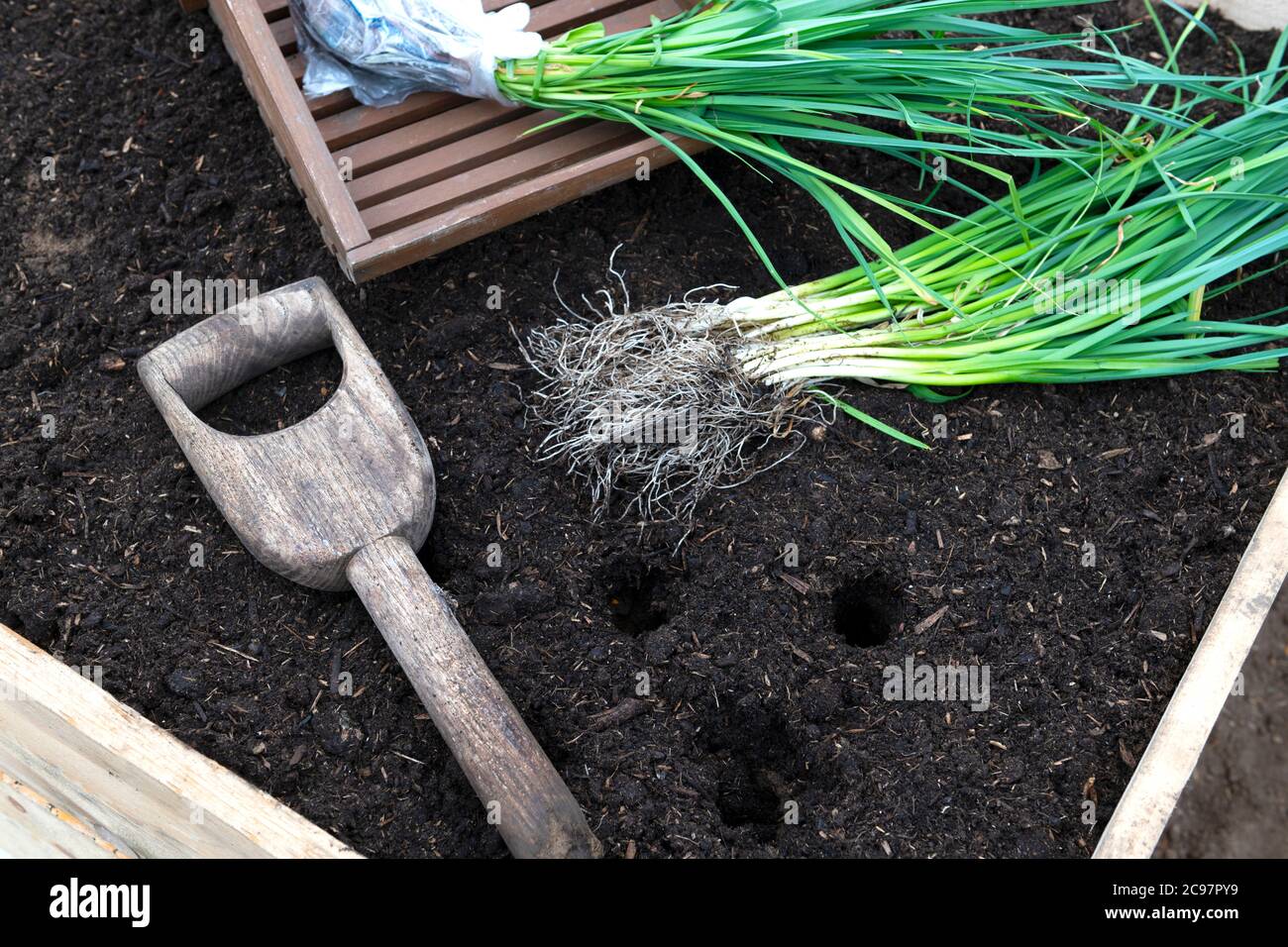 vegetable being set out for planting at a allotment on fresh compost ...