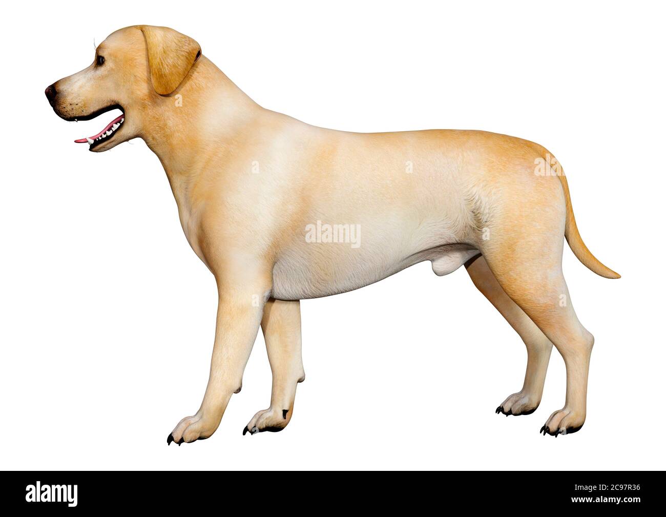 3D rendering of a yellow labrador dog isolated on white background ...