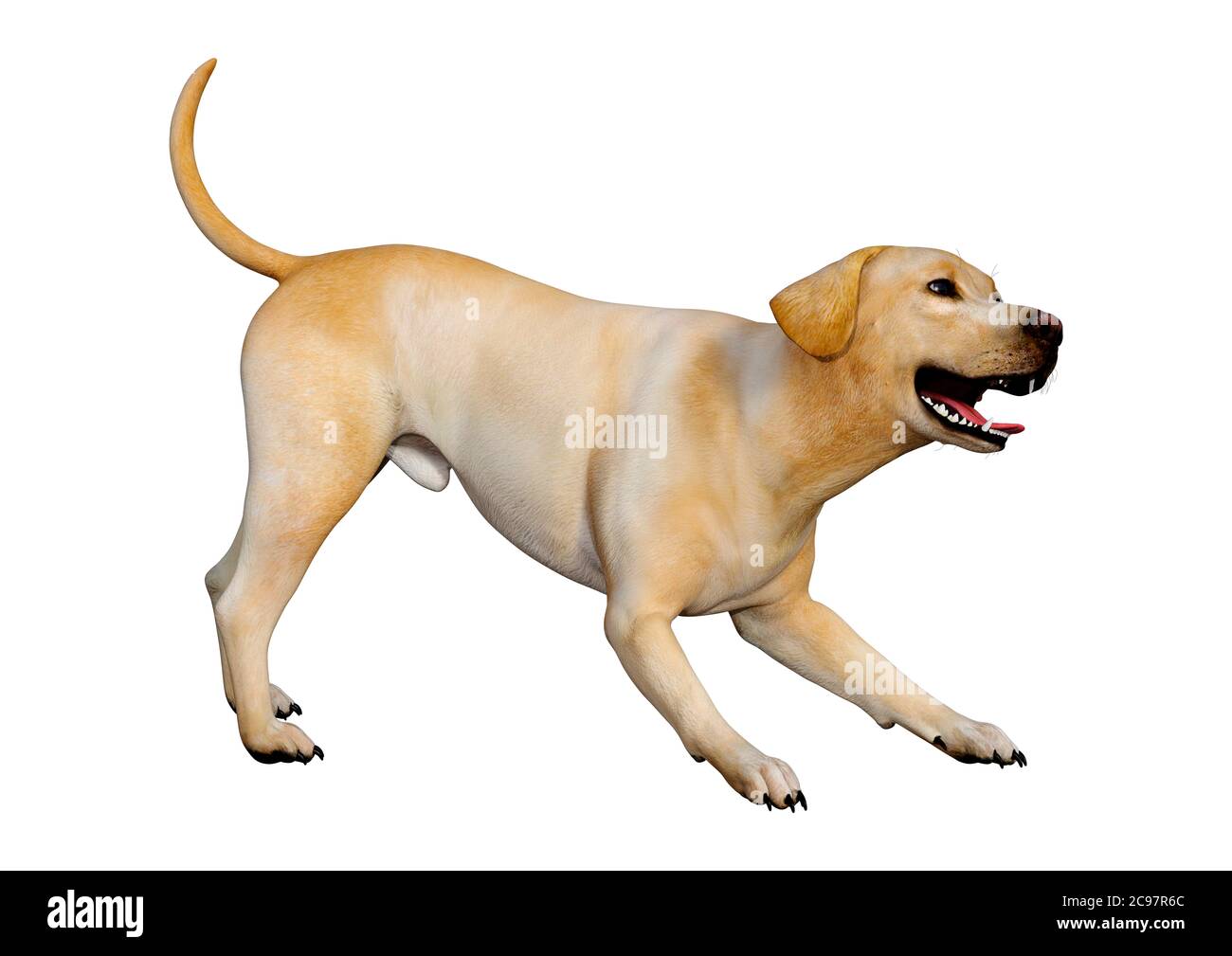3D rendering of a yellow labrador dog isolated on white background ...