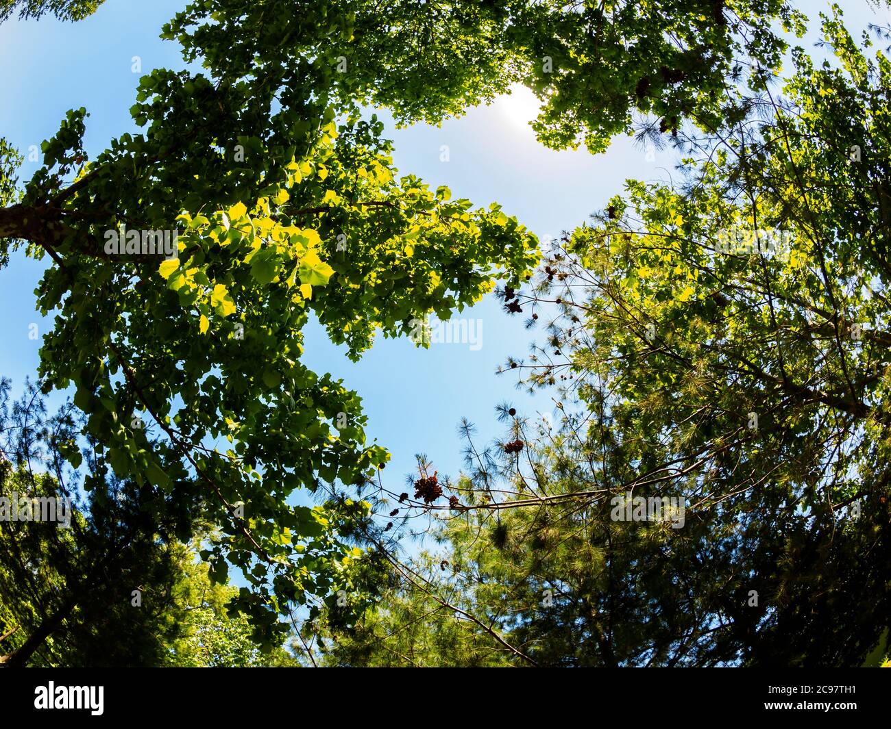 Bottom view of tall trees in the forest. Deciduous trees on the blue ...