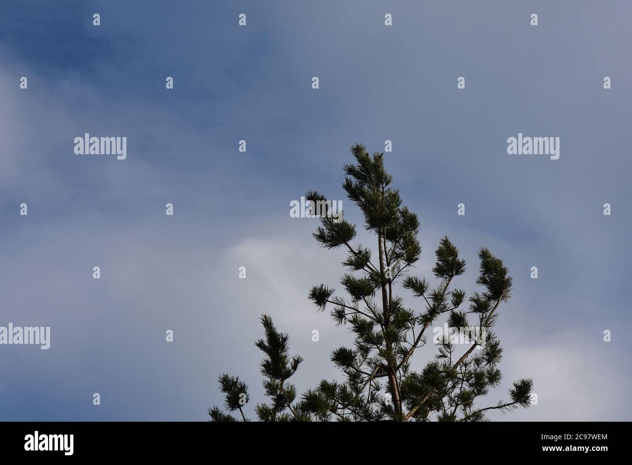 top of tree Stock Photo - Alamy