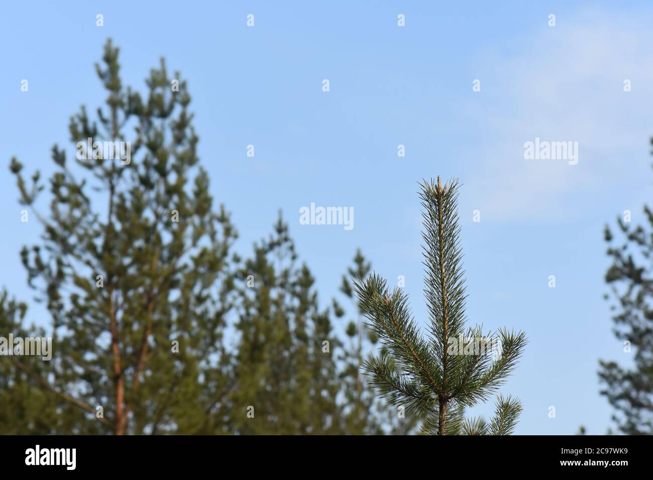 top of tree Stock Photo - Alamy