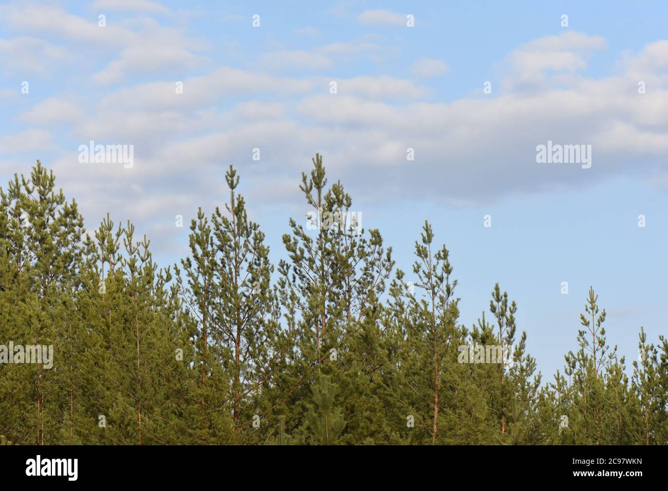 top of tree Stock Photo - Alamy