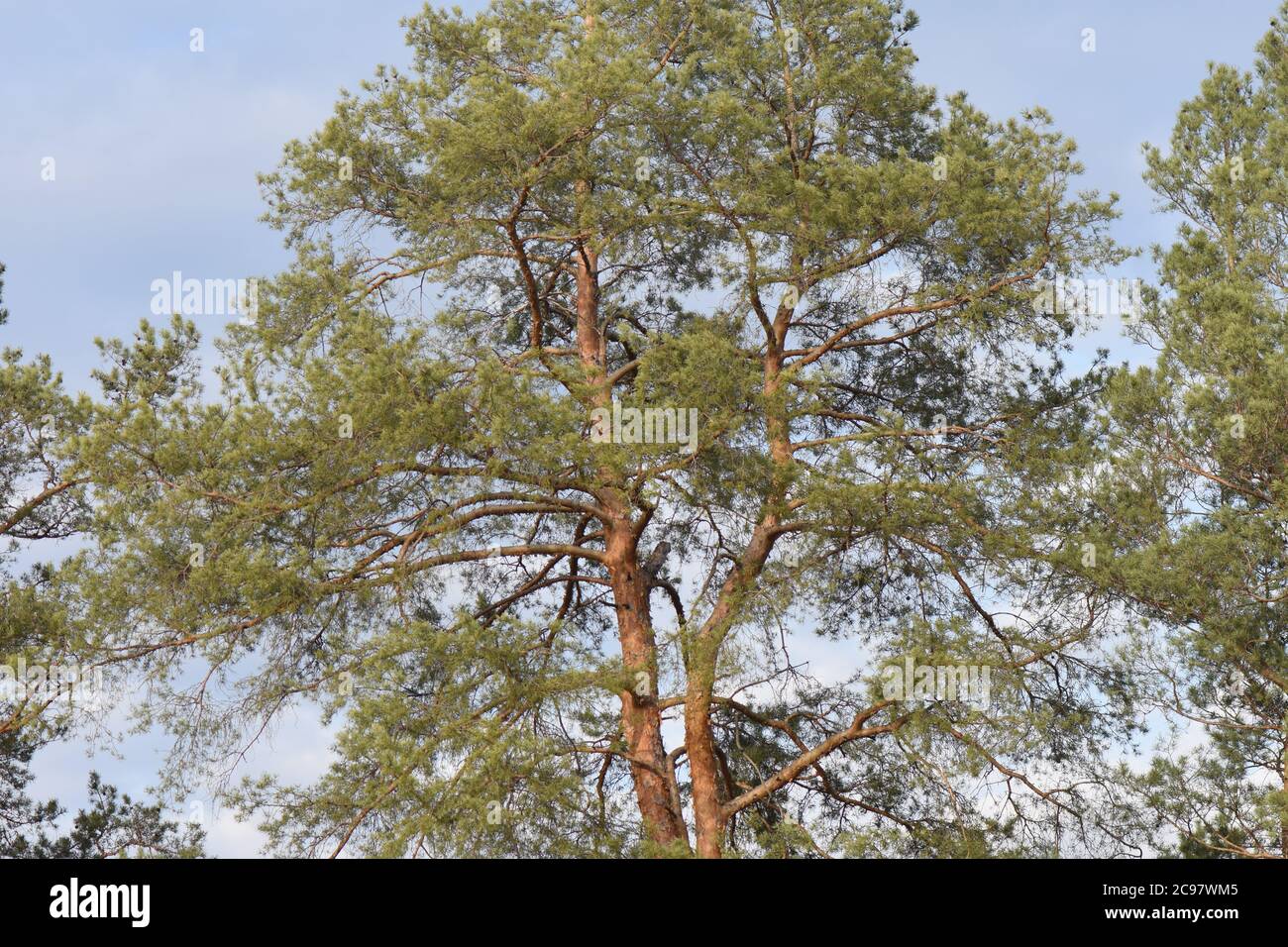 top of tree Stock Photo - Alamy