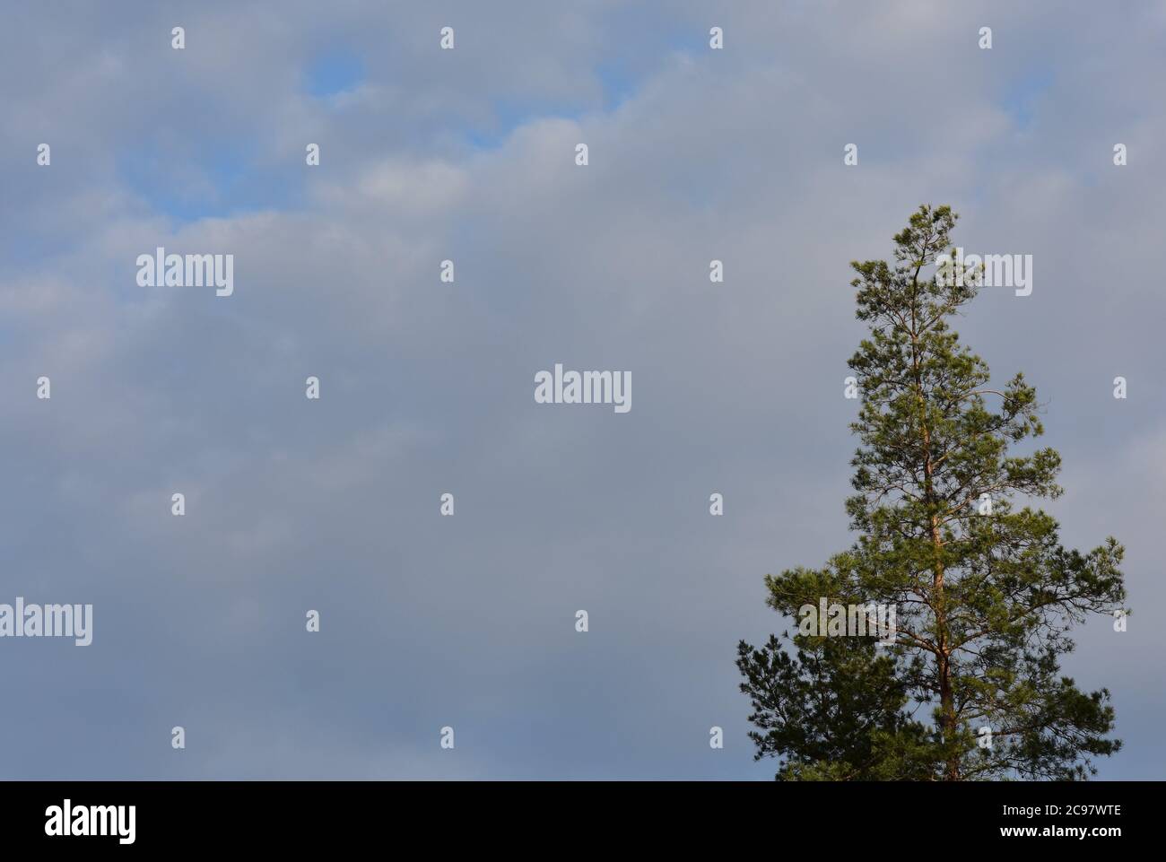 top of tree Stock Photo - Alamy