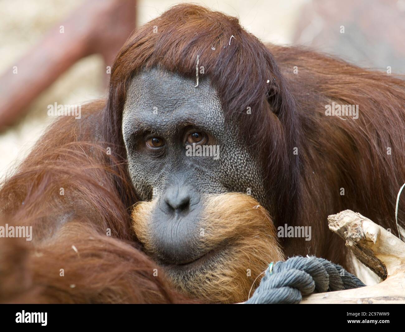 Portrait of adult bornean orangutan - Pongo Pygmaeus Stock Photo - Alamy
