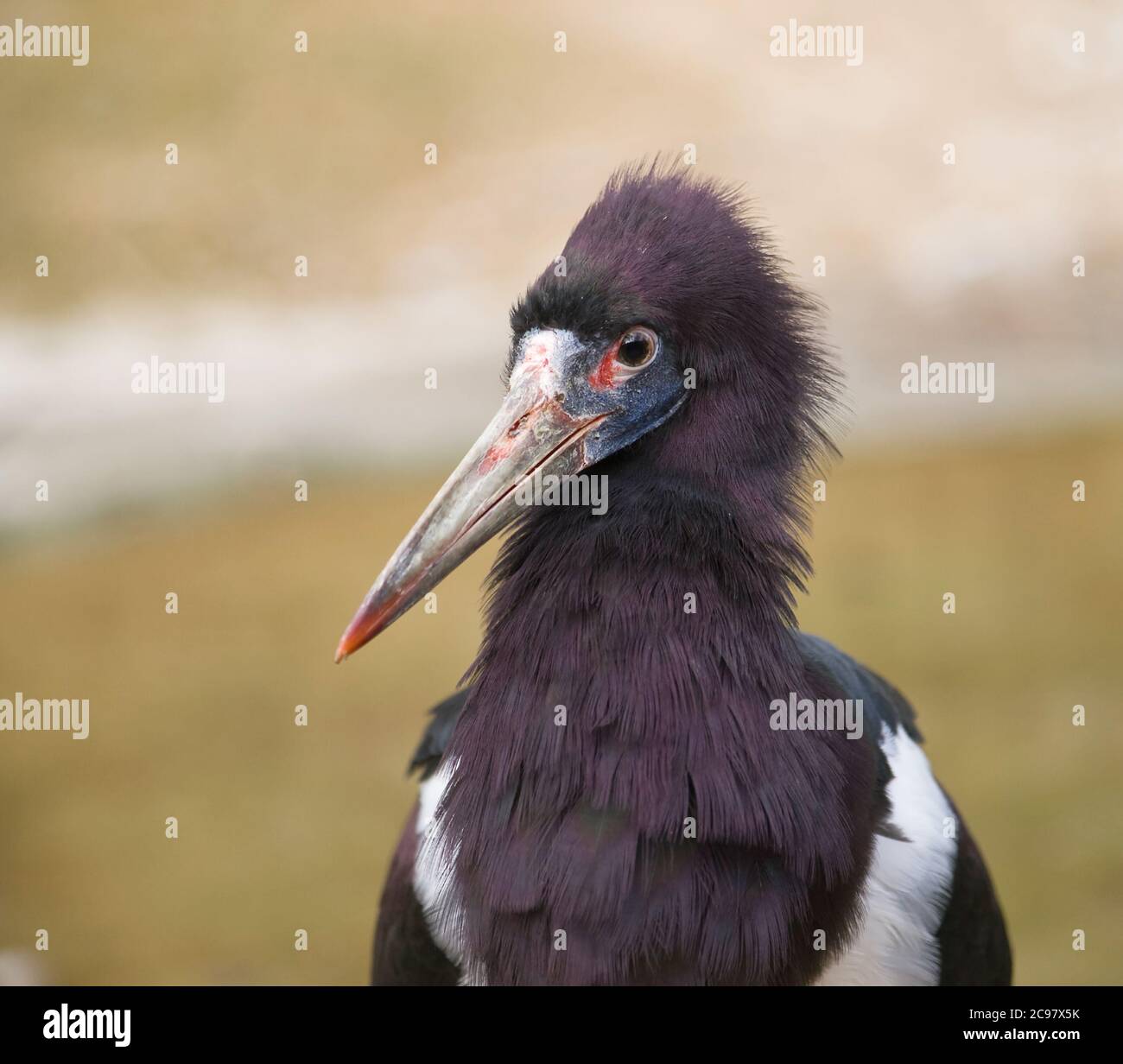 Abdim stork hi-res stock photography and images - Alamy