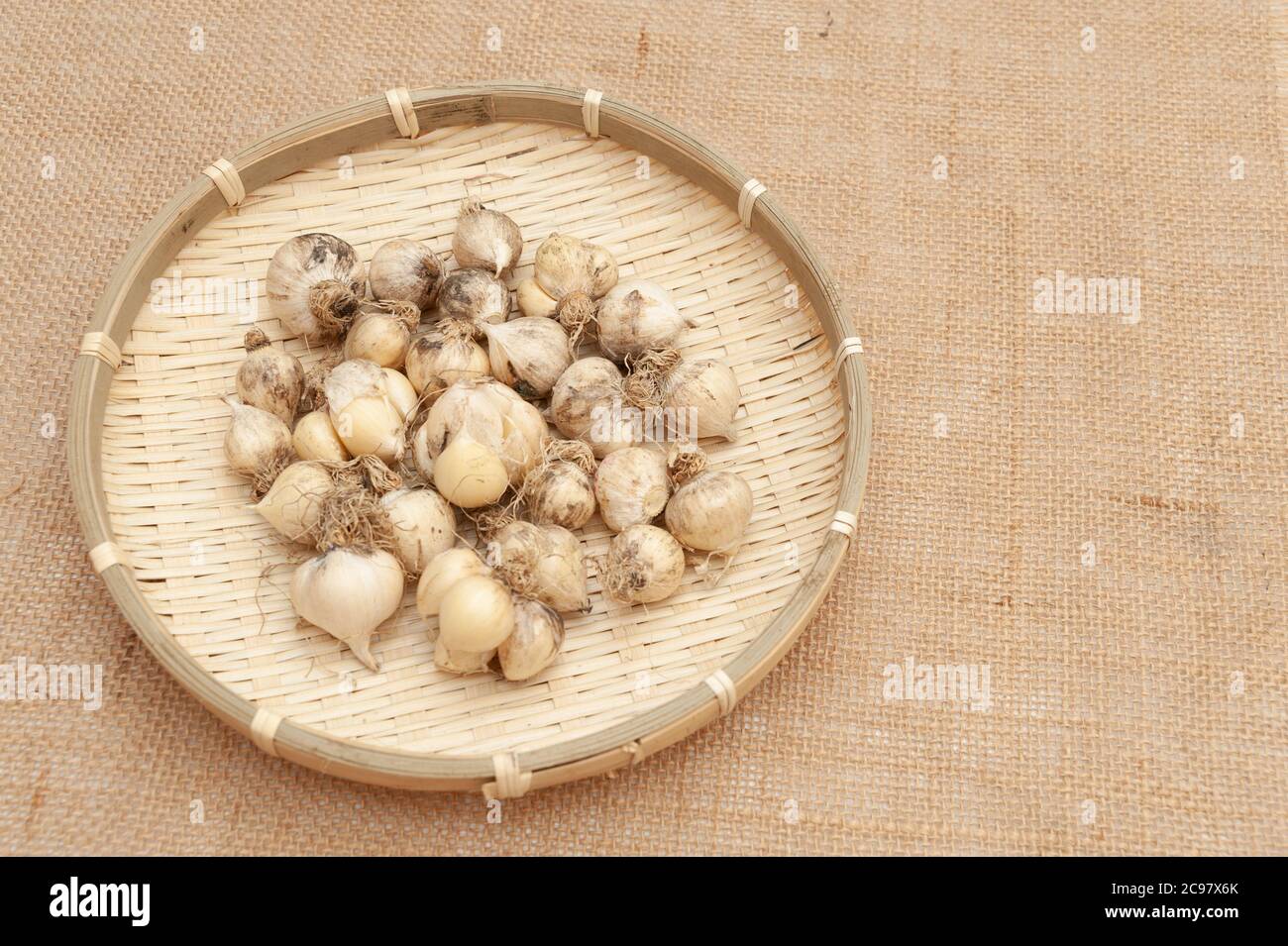 Organic garlic (Allium sativum) in woven bamboo basket. Isolated on ...
