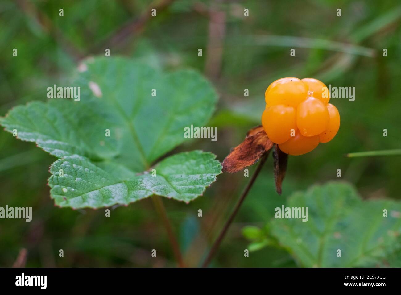 Cloudberries, wild berry from the arctic region Stock Photo - Alamy