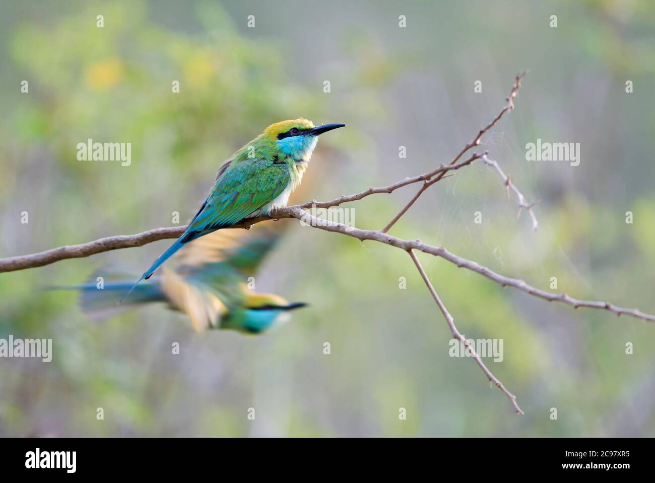 Little Green Bee-eater - Merops orientalis, beautiful colored bee-eater ...