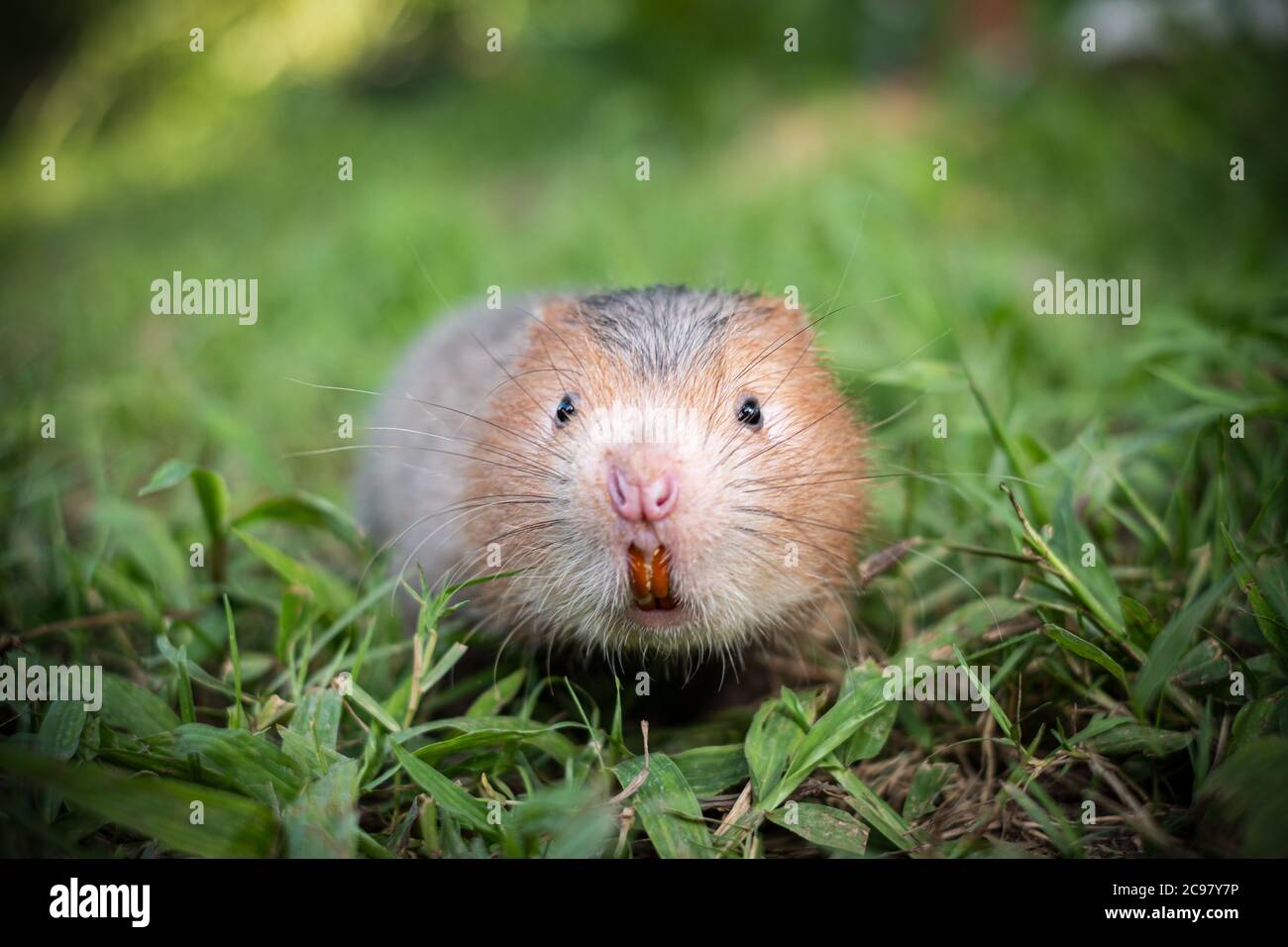 Heterocephalus glaber hi-res stock photography and images - Alamy