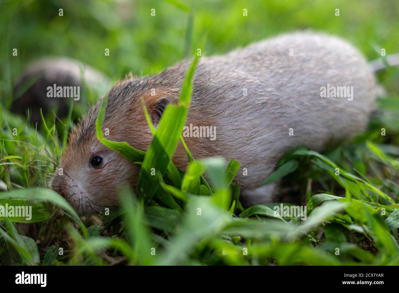 Mole rat or Large bamboo rat in the garden Stock Photo - Alamy