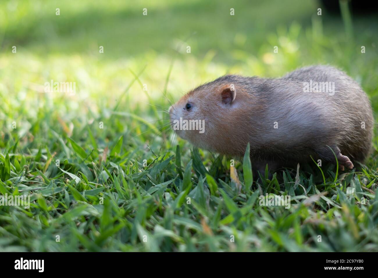 Bamboo rat thailand hi-res stock photography and images - Alamy