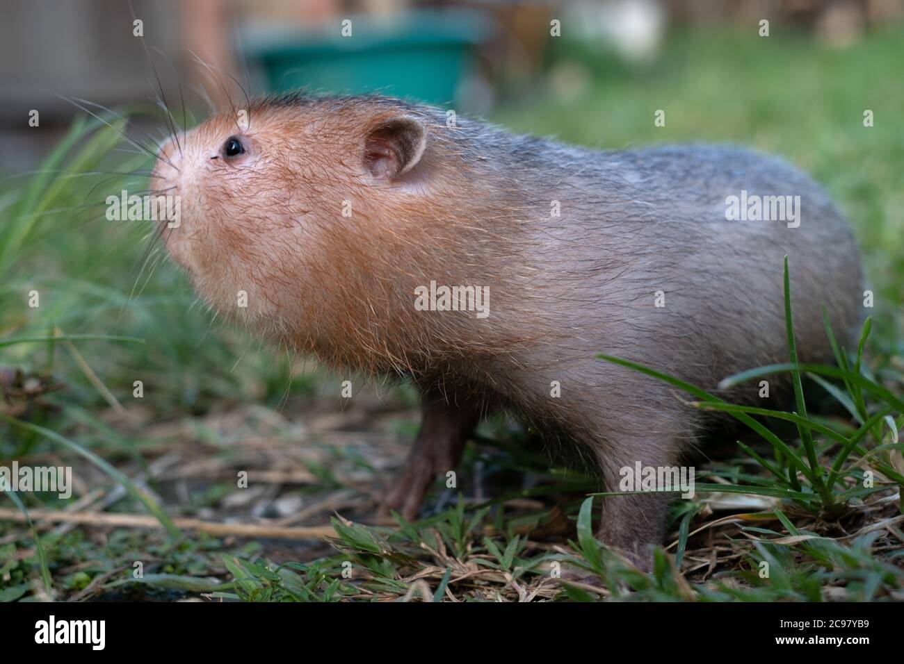 Mole rat or Large bamboo rat in the garden Stock Photo - Alamy